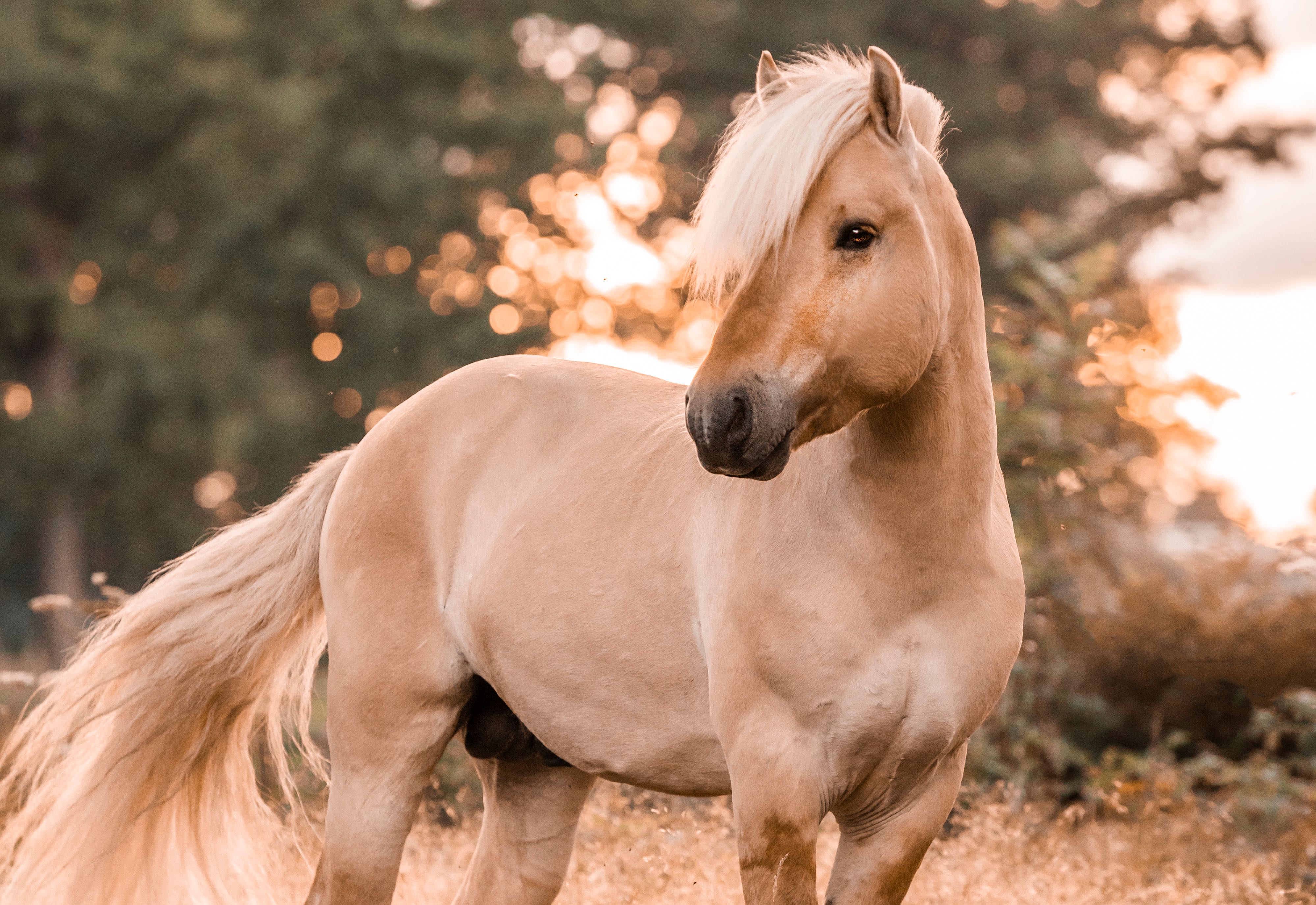 Den ville fjordingen | Visit Nordfjord